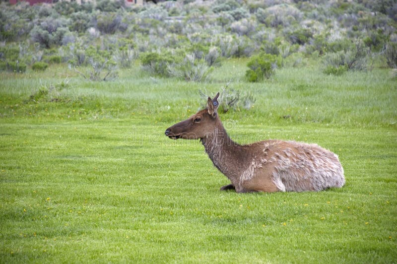 Rest mull stock image. Image of animal, scene, landscape - 28512223