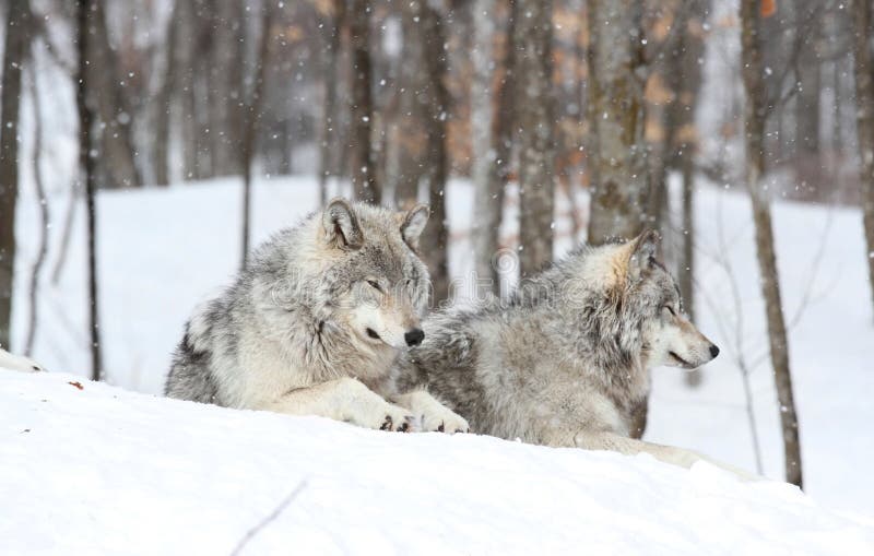 Rest in Nature during Winter Stock Photo - Image of sleeping, winter ...
