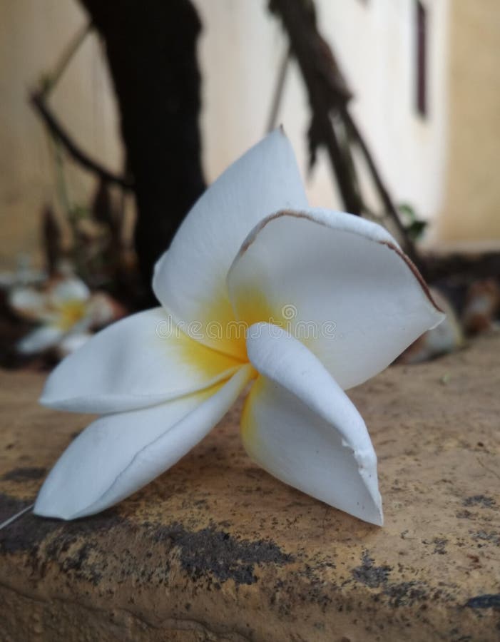 Rest in peace. stock photo. Image of flower, peace, dying - 152583576