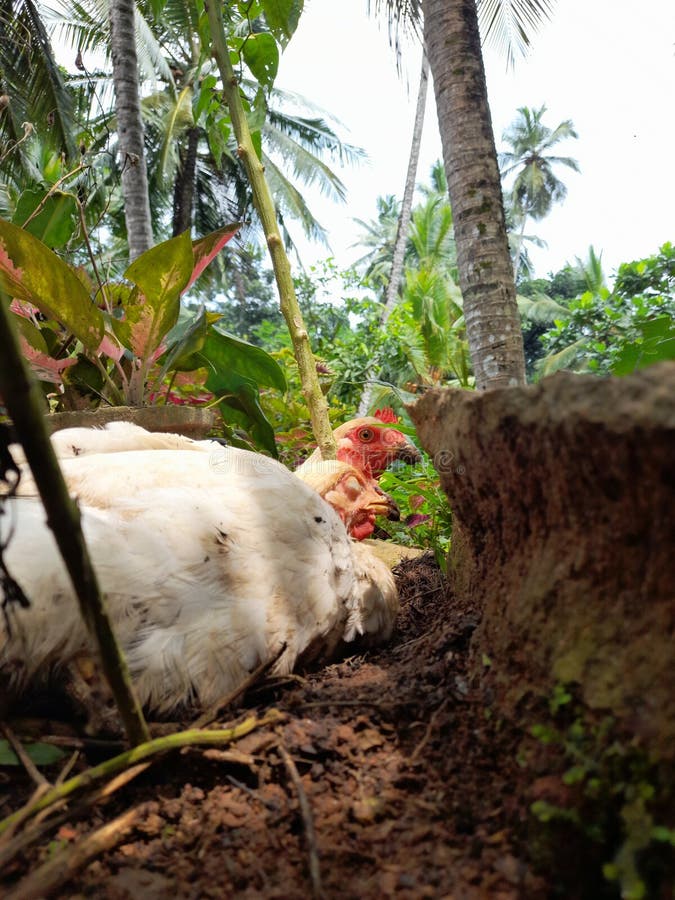 Hen sleeping stock photo. Image of rest, peace, sleeping - 233215334