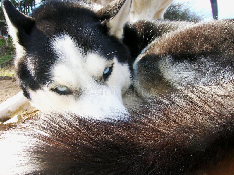 Rest period stock photo. Image of puppy, white, look, rest - 3383944