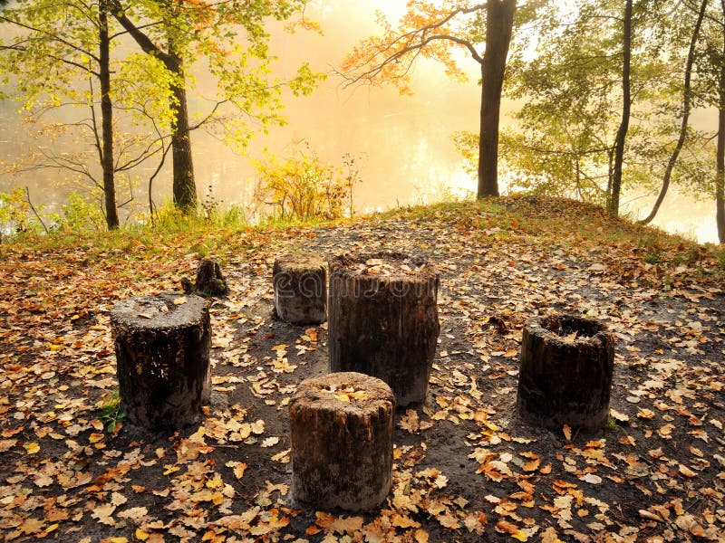 Rest place in the forest stock photo. Image of light - 48037862