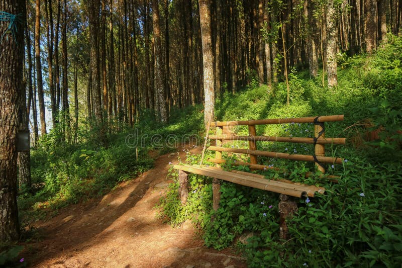 Rest Place in the Middle of the Forest Stock Photo - Image of seat ...
