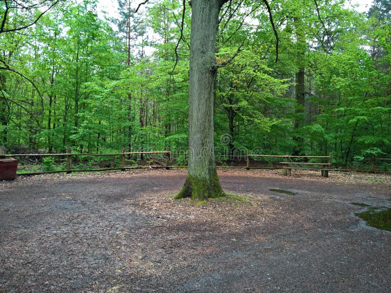 Rest Place in the Woods with Parking Stock Photo - Image of recreation ...