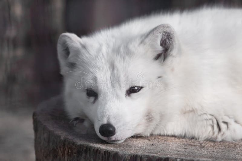 Rest and Pretty Look. Cute White Fox Muzzle Close-up, in the Winter Fur ...