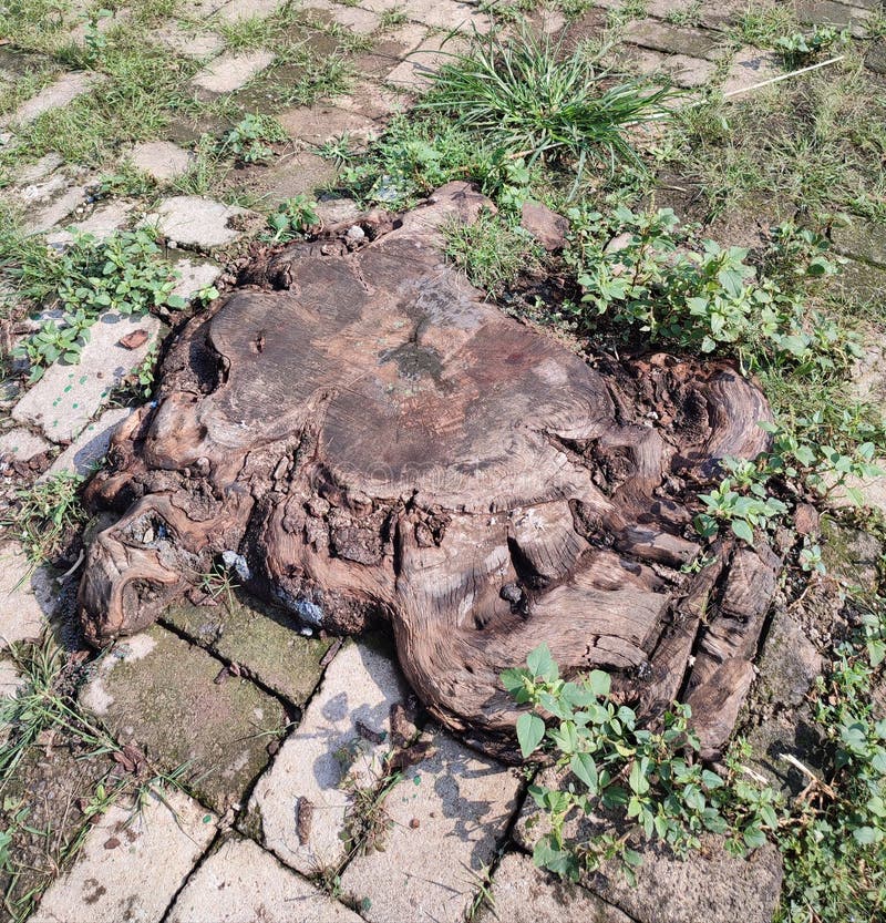 The Rest of the Rambutan Tree Trunk that Has Been Cut Down in a Yard ...