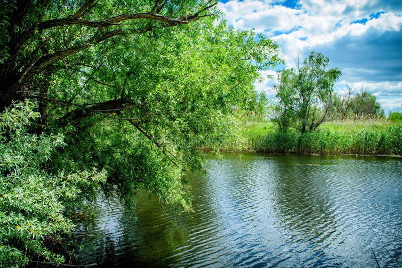 Rest on the River Bank in a Natural Park. Stock Image - Image of green ...