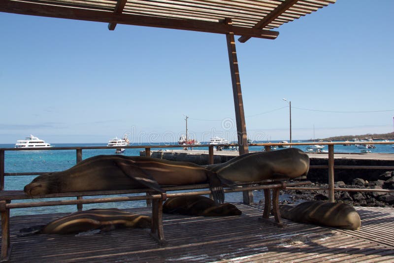 Rest in the shade stock image. Image of shade, lions - 65518971