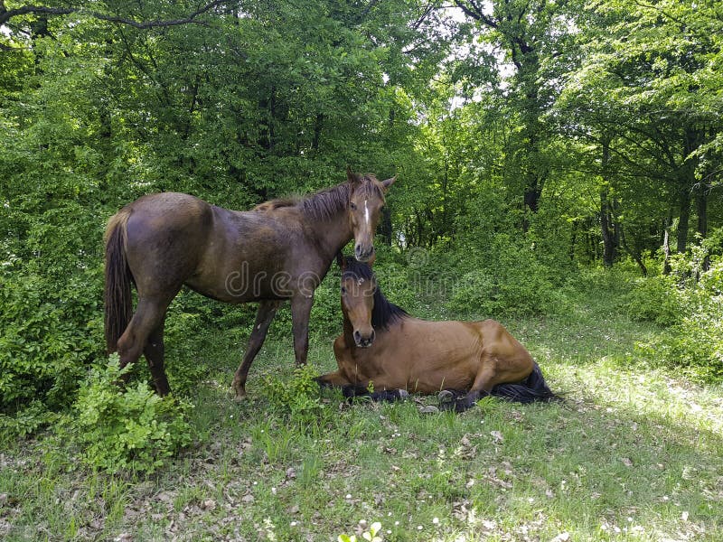 Rest in the Shade of the Trees Stock Image - Image of mountains, field ...