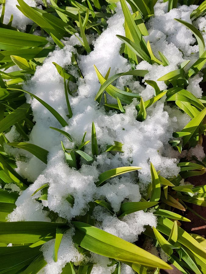 Rest of Snow in the Green Grass Stock Image - Image of springtime ...