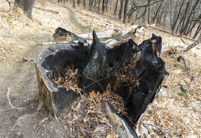 A Burnt Tree Trunk Damaged by Lightning Stock Image - Image of closeup ...