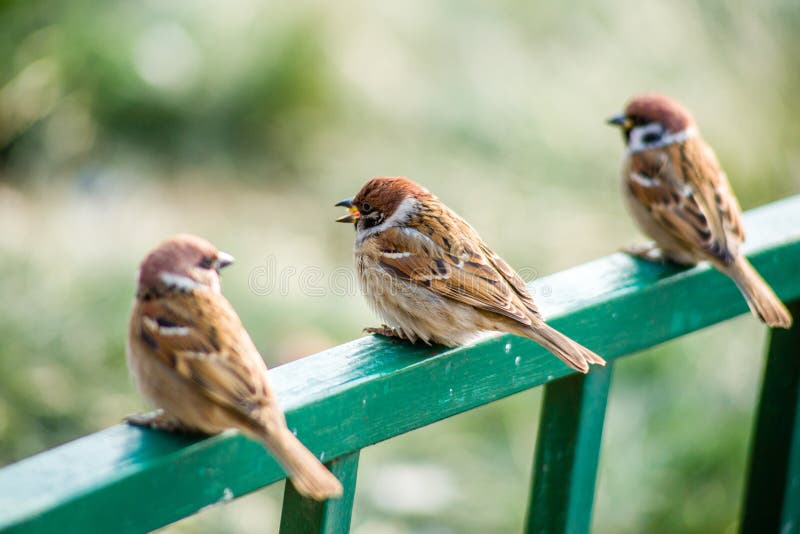 Three sparrows on fence stock image. Image of small, group - 10271057