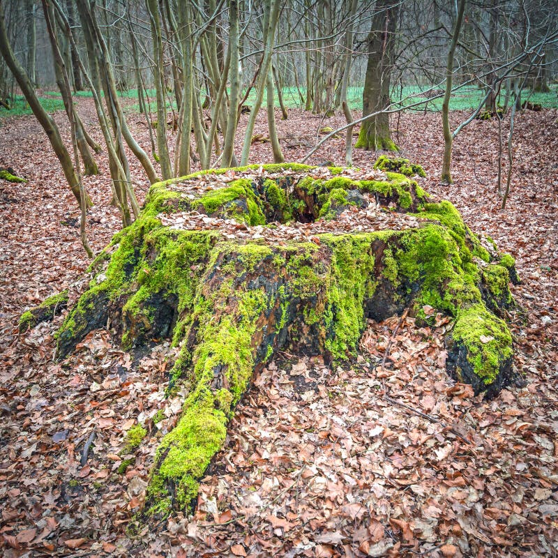 Rest of a Tree from an Old Oak Stock Photo - Image of tree, ichen: 88109546