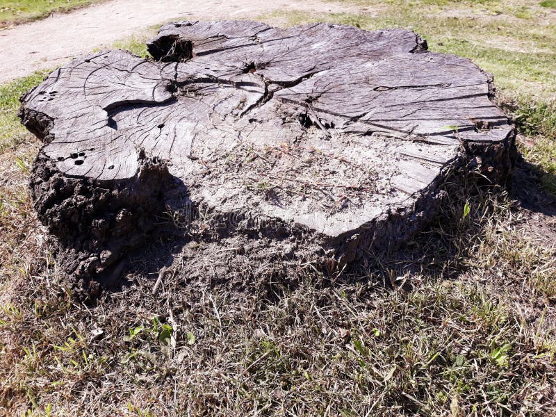 Rest of a tree stock image. Image of trunk, rest, tree - 128261375