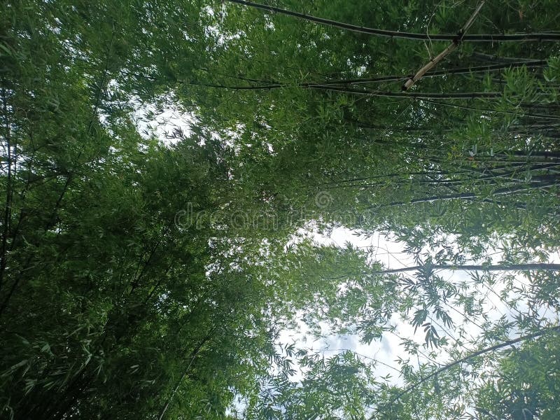 Rest Under a Bamboo Tree is Cool Stock Image - Image of rest, tree ...