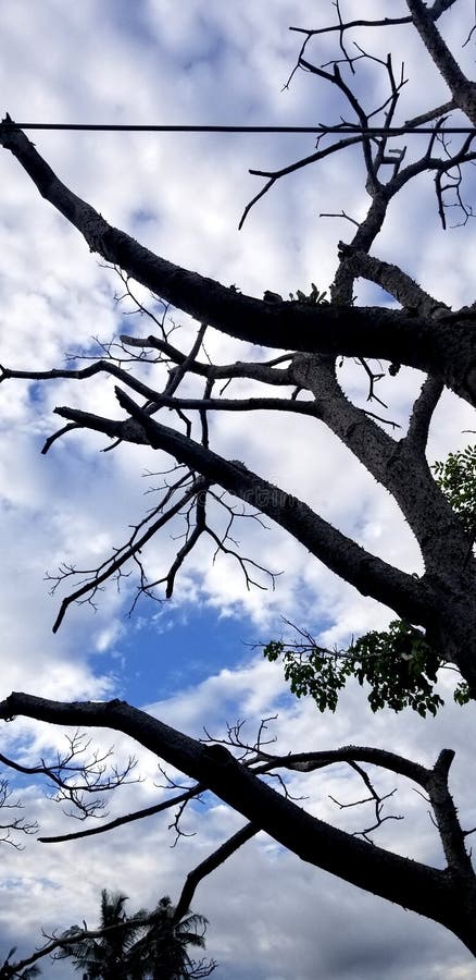 Rest under a dead tree stock photo. Image of twig, dead - 265569768