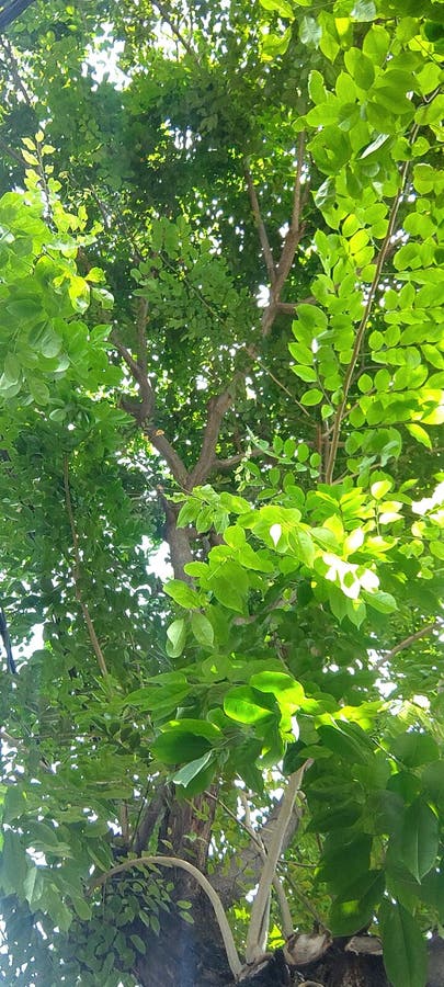 Rest Under a Shady Tree the Breeze Blows Stock Photo - Image of shady ...
