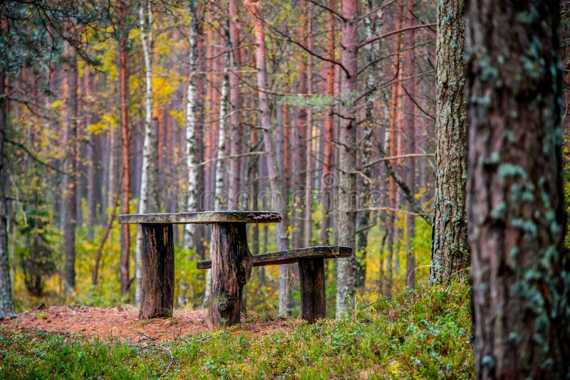 Rest zone in forest stock image. Image of landscape - 101662791