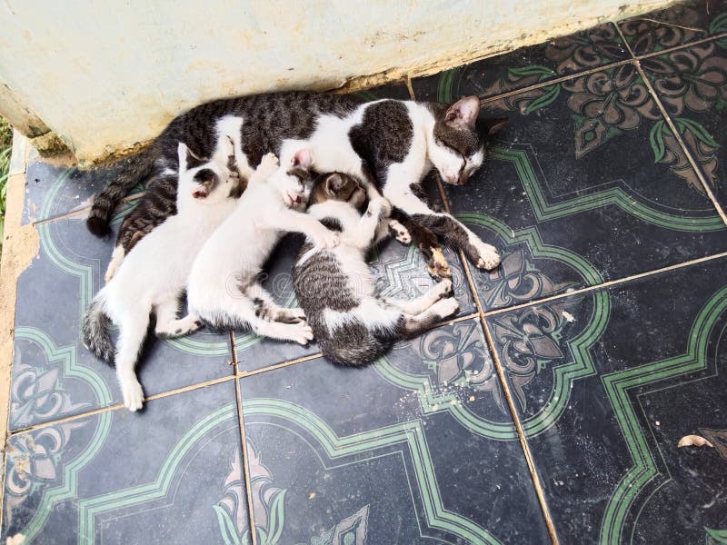 Resta well cat stock photo. Image of resta, animal, painting - 255534840