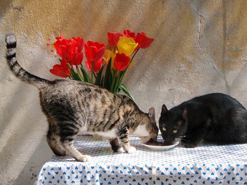 Restaurant for cats stock photo. Image of orange, white - 21272332