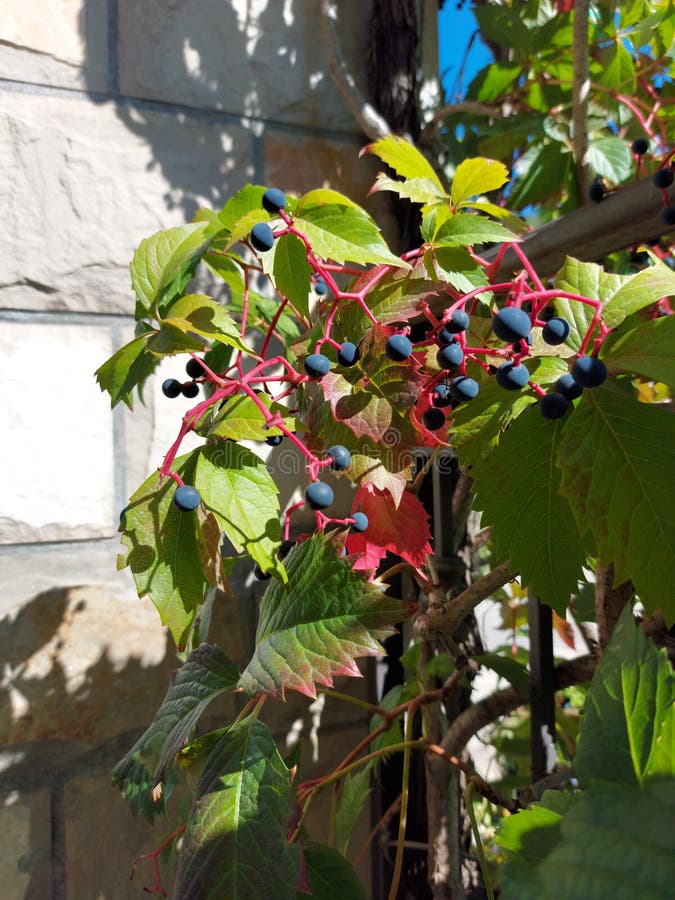 Restaurant De Pierre Nature De Raisin Sauvage Image stock - Image du ...