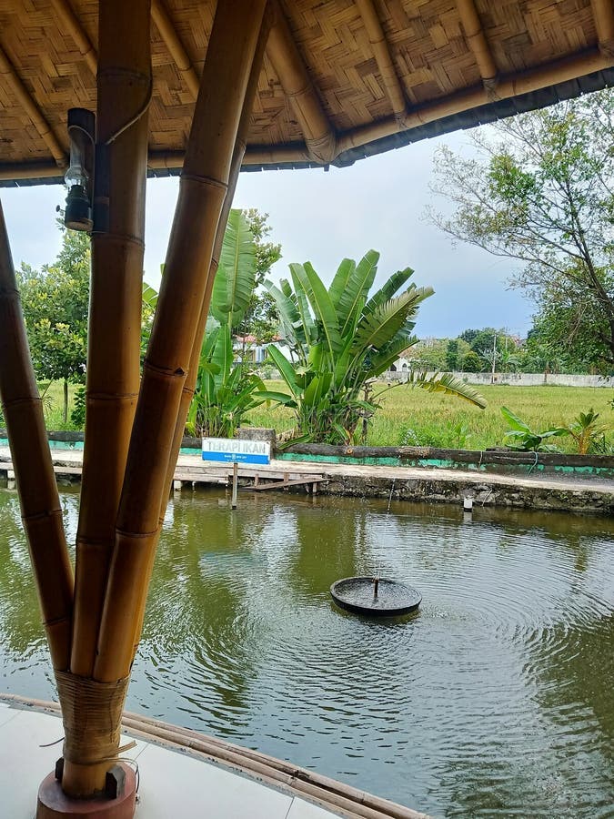 The Restaurant with a Large Fish Pond Stock Photo - Image of plant ...