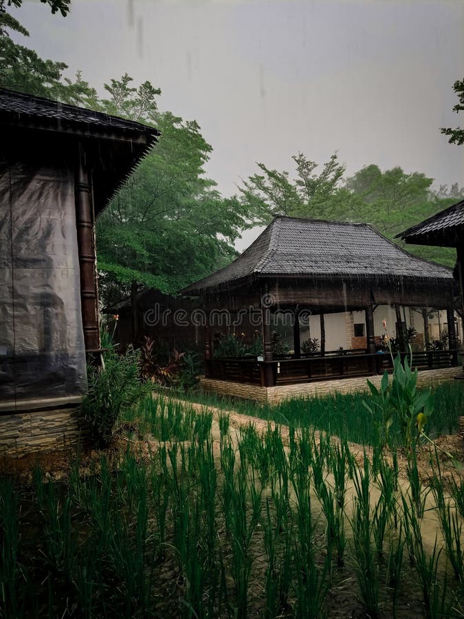 Restaurant Middle Green Rice Fields Stock Photos - Free & Royalty-Free ...