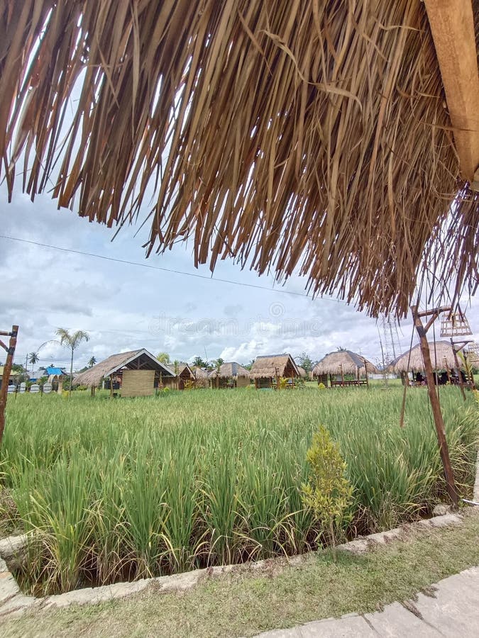 A Restaurant in the Middle of a Rice Field Stock Photo - Image of ...