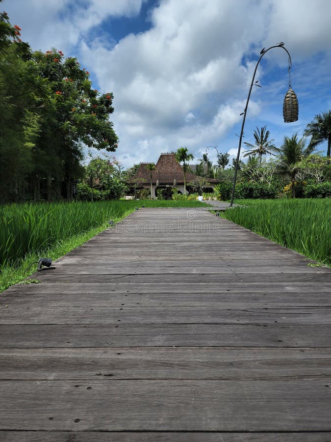 Restaurant with the Rice Fields View Stock Image - Image of plant ...