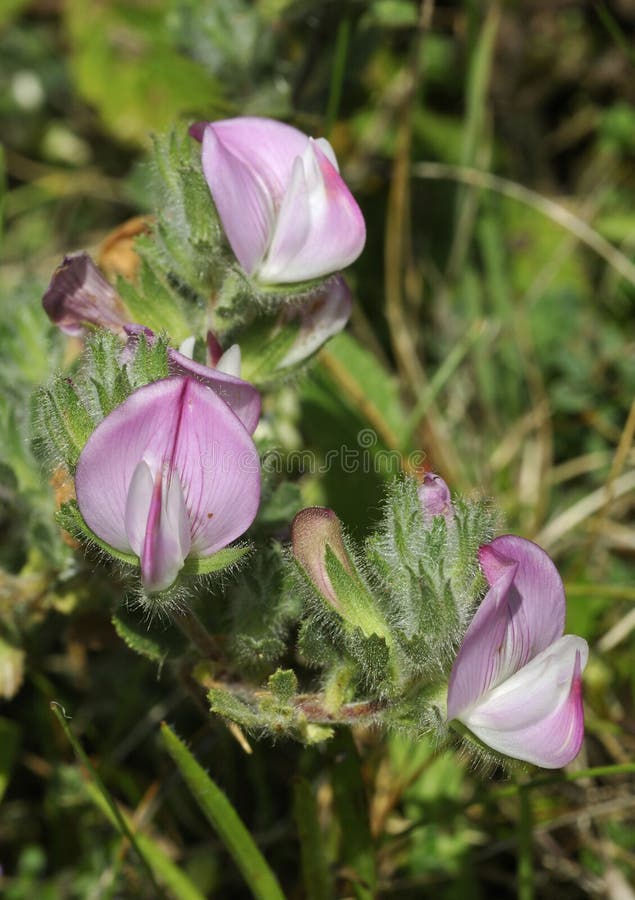 Restharrow stock photo. Image of wildflower, british - 37026930