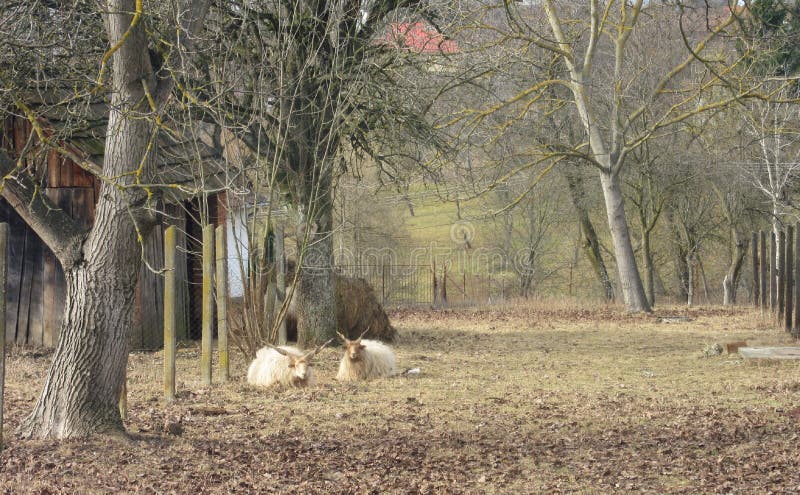 Restin sheep stock image. Image of village, travel, restin - 81187339