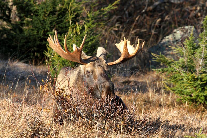 Sleeping Alaska Bull Moose stock image. Image of brown - 22592955
