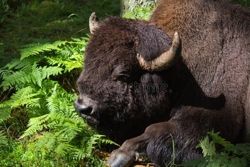 Resting American Bison stock photo. Image of wildlife - 42196358