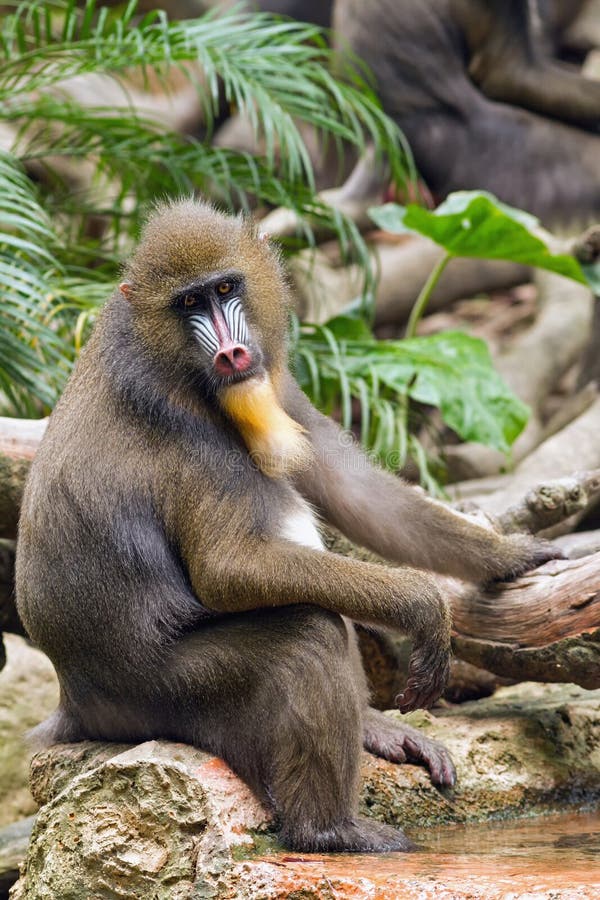 Thoughtful Baboon In The Zoo Stock Image - Image of wilflife, animal ...