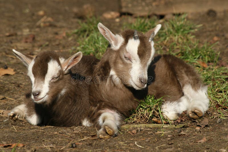 Resting baby goats stock image. Image of kids, brown, holiday - 9575137