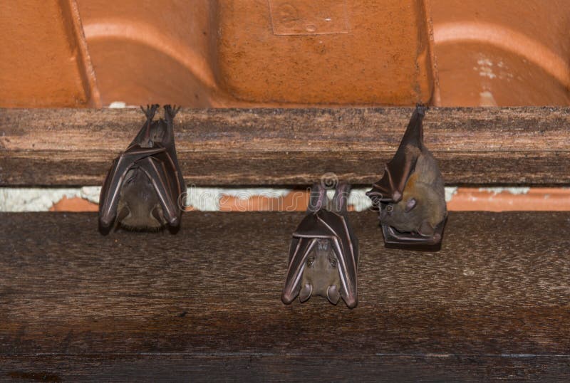 Bat hanging on roof stock image. Image of down, interior - 54408889