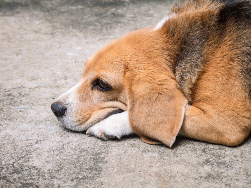 Resting beagle stock photo. Image of tricolor, cute, head - 77076546