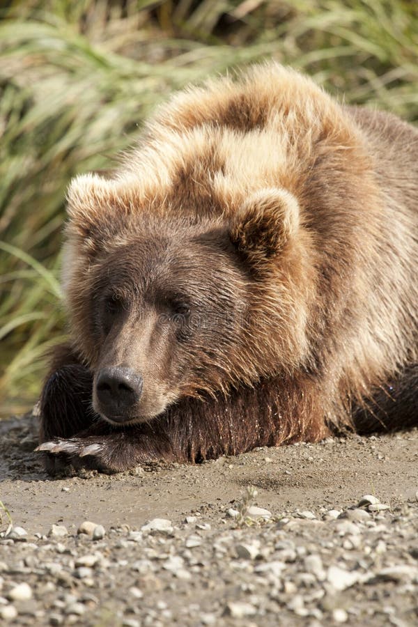 Resting Bear stock photo. Image of brown, alaska, hunting - 17745556