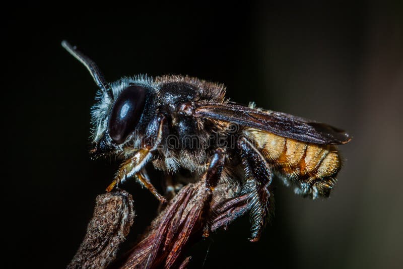 Resting bee stock image. Image of insect, nature, bumble - 25349109