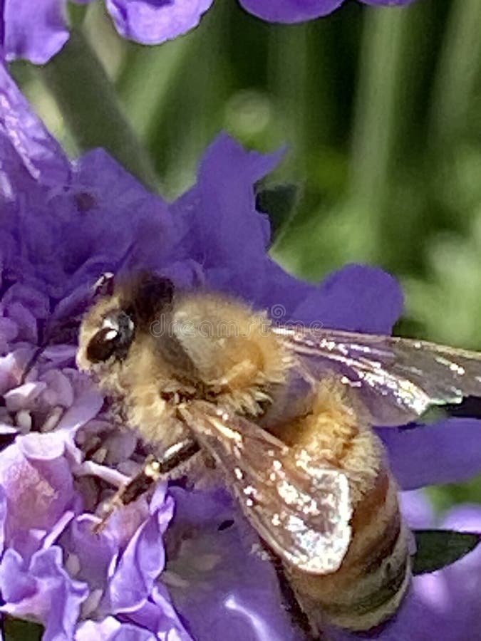 Resting Bee stock photo. Image of break, honey, flower - 211622732