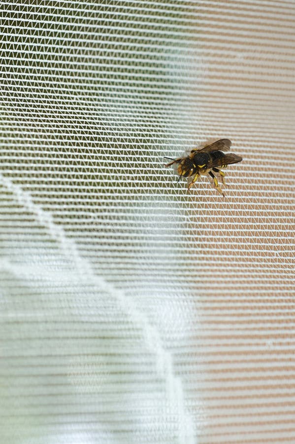 Resting Bee on Mesh Pattern Stock Photo - Image of scout, white: 321239104