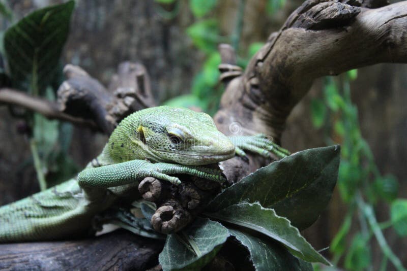 Resting lizard stock image. Image of forest, nature, reptiles - 33171209