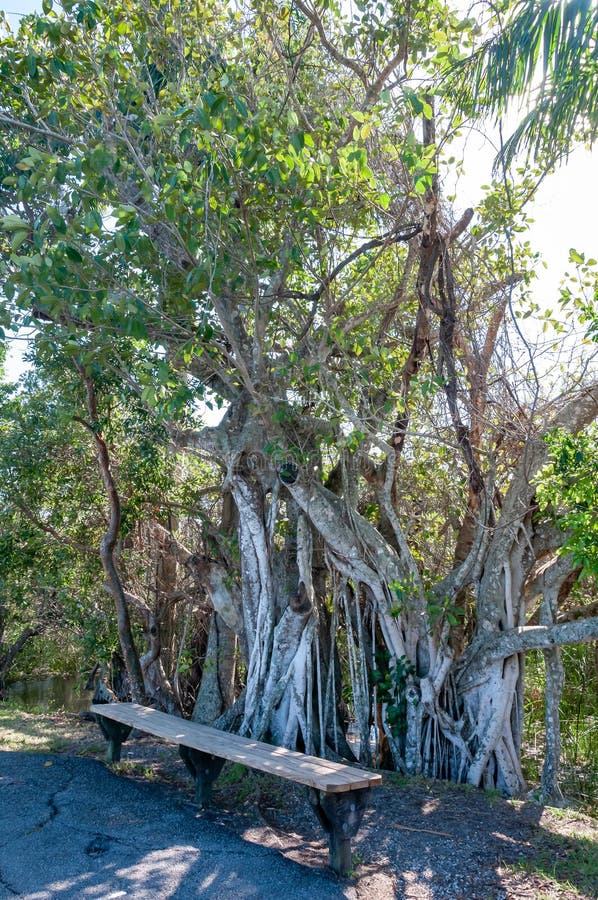 Resting Bench Near a Large Mangrove Tree in a National Park, Florida ...
