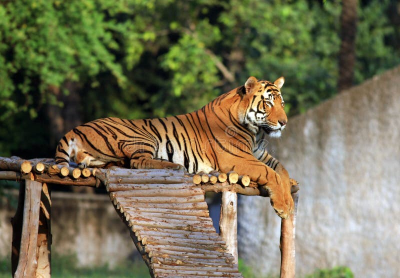 Resting bengal tiger stock photo. Image of resting, jungle - 16943770