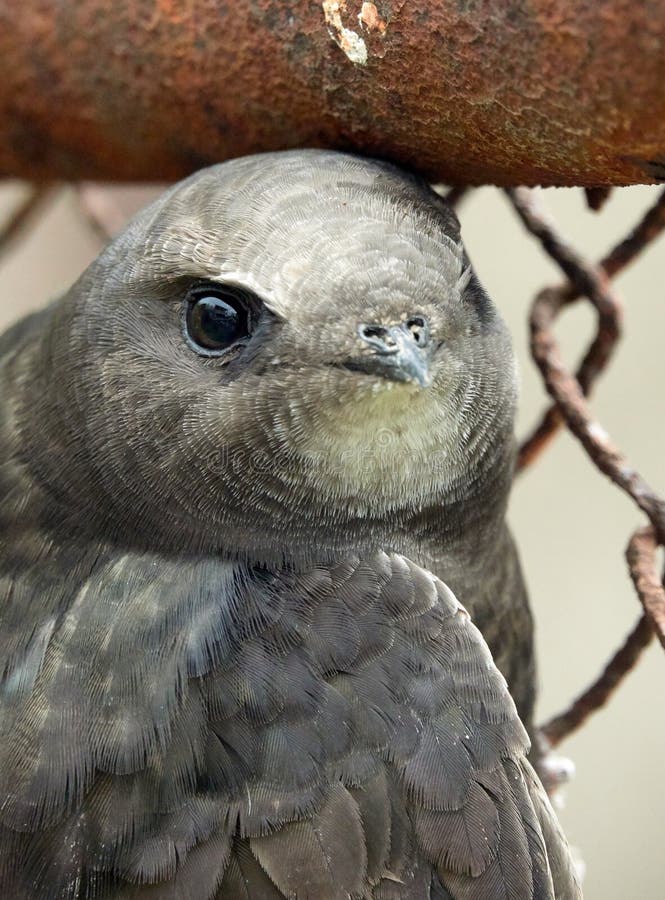 Resting Bird stock image. Image of fence, wild, resting - 181749581