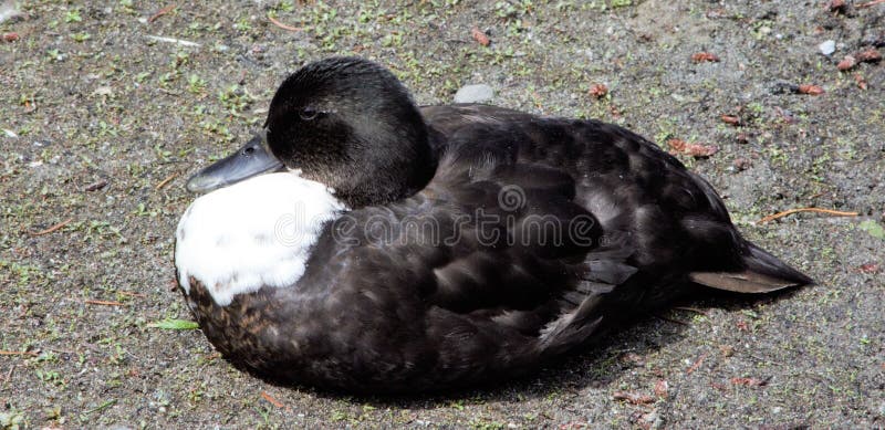 Resting Bird stock photo. Image of relax, beach, animal - 74464960