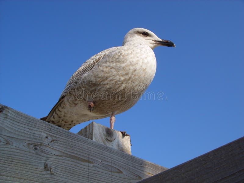 Resting bird stock image. Image of post, bird, watching - 38993341
