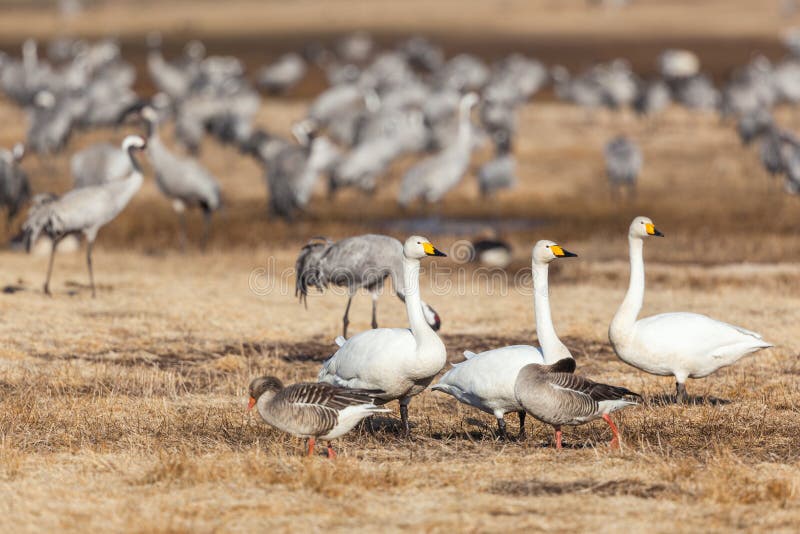 Resting birds stock image. Image of people, cygnus, goose - 37868171