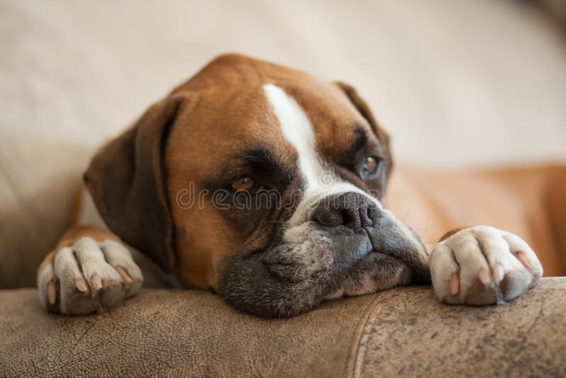17,651 Boxer Dog Stock Photos - Free & Royalty-Free Stock Photos from ...