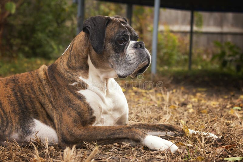 Resting Boxer stock photo. Image of play, tired, rest - 104573740